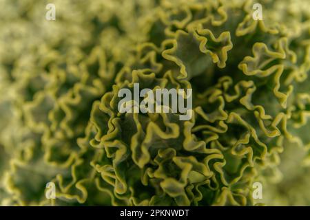 Macro photograph of a kale with selective focusing Stock Photo - Alamy