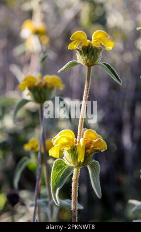 Lampwick plant flowering Stock Photo - Alamy