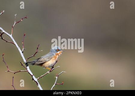 Western subalpine warbler, Curruca iberiae Stock Photo - Alamy