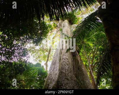 buttress root of a jungle giant Ceiba tree in Corcovado National Park ...