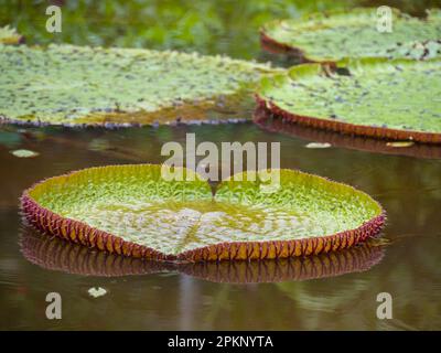 Victoria amazonica in the Natura Park In Amzonia, Colombia. It is a ...