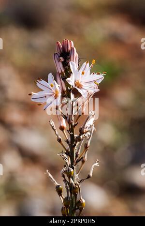 Flowering Asphodelus ramosus (branched asphodel), a common plant in the ...