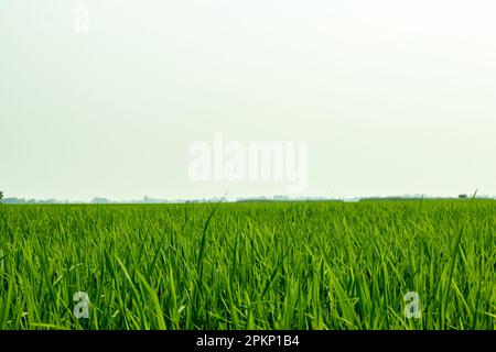 The lush green paddy fields never fail to catch your attention. A paddy ...