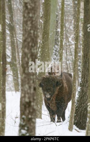Bialowieza Forest during winter, Poland Stock Photo - Alamy