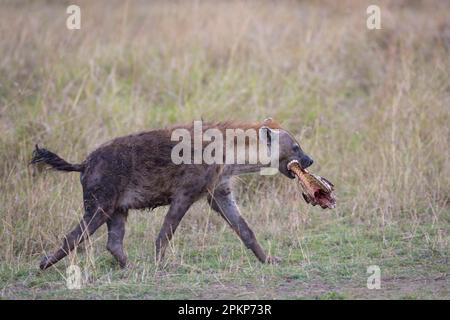 Spotted Hyena, spotted hyenas (Crocuta crocuta), Hyena, Hyenas, Canines ...