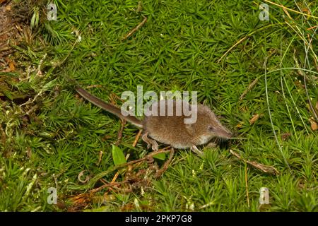 Pygmy shrew (Sorex minutus) adult, The Netherlands, September ...