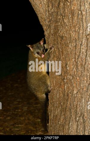 Night shot of a possum climbing a tree in Australia Stock Photo - Alamy