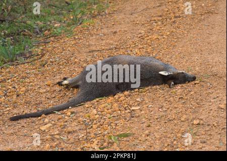 Quokka (Setonix brachyurus) adult dead road casualty reintrodued ...