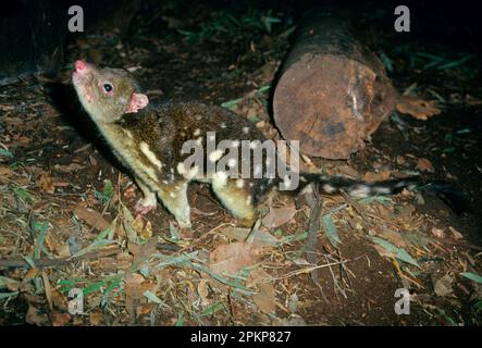 Giant marsupial, Spotted marsupial, Giant marsupial, marsupials ...