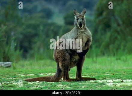 Common wallaroos (Macropus robustus), Mountain Kangaroos, Wallaroos ...