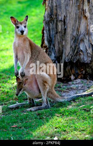 Agile Wallaby, Agile Wallabies, Sand Wallaby, Sand Wallabies, Agile ...