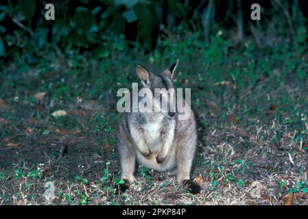 Queensland Rock Kangaroo, Queensland Rock Kangaroo, Queensland Rock ...