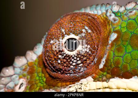 Panther chameleon, Panther chameleons, Other animals, Chameleons ...