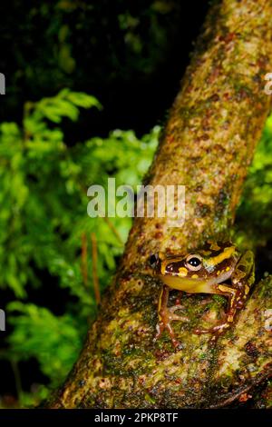 Brown reed frog, Amphibians, Other animals, Frogs, Animals, Montane ...