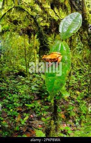 Brown reed frog, Amphibians, Other animals, Frogs, Animals, Montane ...