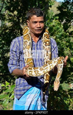 Indian Python, Python molurus, Sri Lanka Stock Photo - Alamy