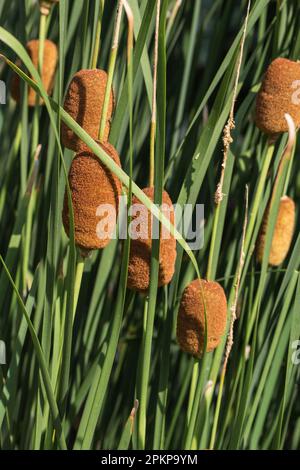 dwarf bulrush, typha minima Stock Photo - Alamy