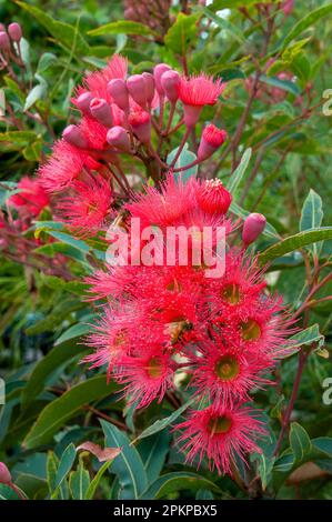 Sydney Australia, pink flowers of a corymbia "Summer beauty" tree which ...