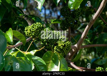 Sydney Australia, fruit of a native melicope rubra or little evodia ...