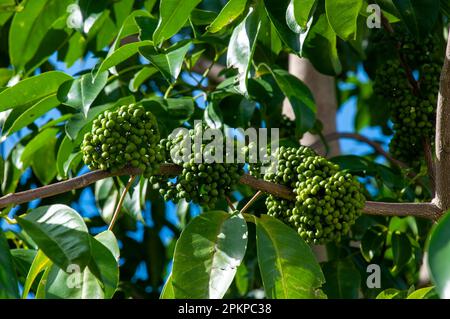 Sydney Australia, fruit of a native melicope rubra or little evodia ...