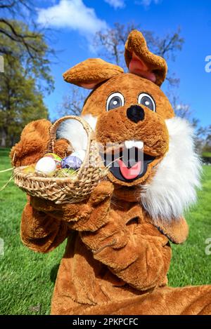 Karlsruhe, Germany. 09th Apr, 2023. A tulip blossom, taken in the ...