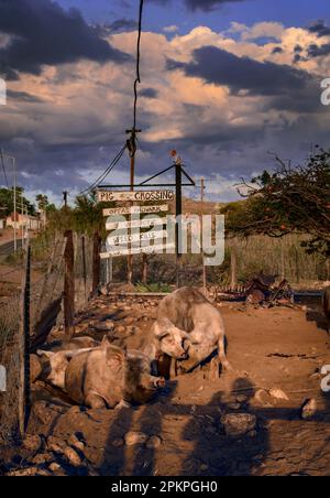 A pig in Zoar Stock Photo - Alamy