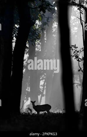 Chital( Axis axis) in Kabini reserve, India Stock Photo - Alamy