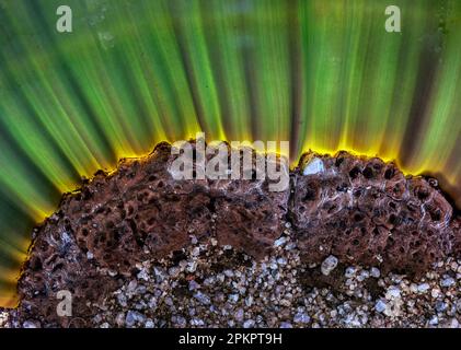 The Welwichia mirabillis is said to be one of the strangest plants on ...