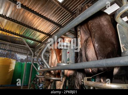 MILKING COWS AT AUTOMATED MILKING PARLOR Stock Photo - Alamy