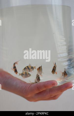 Sumatran barb in an aquarium, fish for sale, in a plastic bag Stock ...