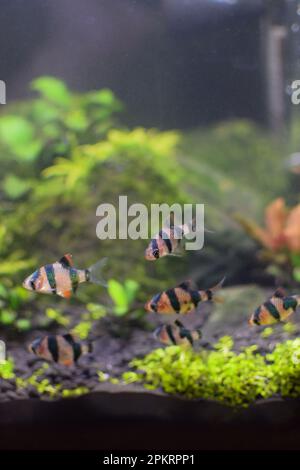 Sumatran barb in the aquarium, close-up view of the fish Stock Photo ...
