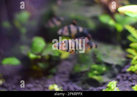 Sumatran barb in the aquarium, close-up view of the fish Stock Photo ...