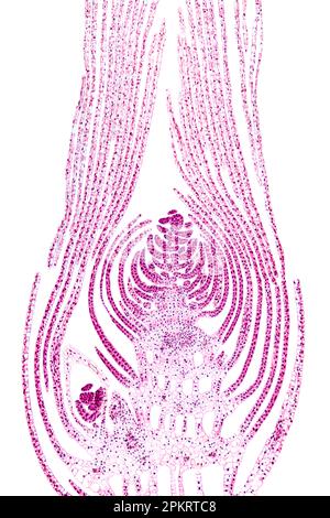 Apical bud of an aquatic plant, longitudinal section, 20X light ...