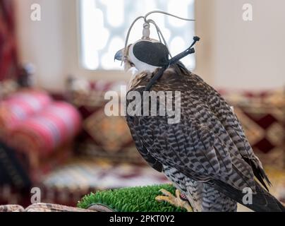 Detail portrait of falcon or hawk wearing a traditional leather cap or ...