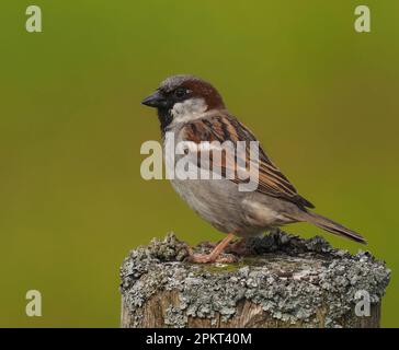 a male House sparrow. Sparrows are a family of small passerine birds ...