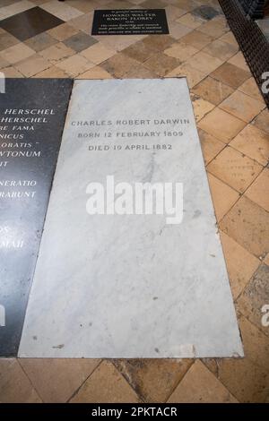 Charles Robert Darwin tomb in Westminster Abbey. The church is World ...