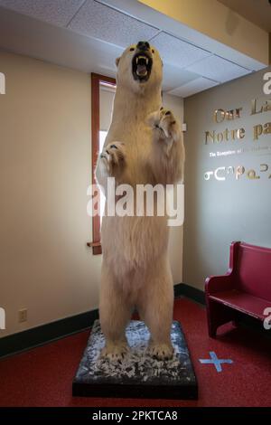 Polar bear display at the train station museum in Churchill, Manitoba ...