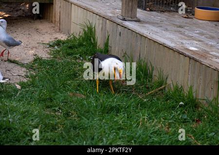 A Pacific Gull (Larus pacificus) at Featherdale Wildlife Park in Sydney ...
