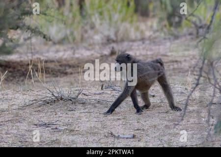 babboon in the wilderness of erongo region in namibia Stock Photo - Alamy