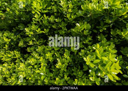 Bright green growing hedges foliage. Spring background. Natural pattern ...