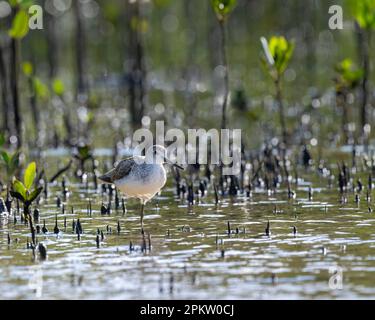 Nordmann's greenshank (Tringa guttifer) on its wintering grounds ...