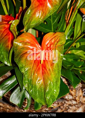 Tropical Flower Anthurium growing in a Garden Stock Photo - Alamy