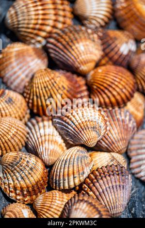 Shells background, many different shells stacked together on Costa Del ...