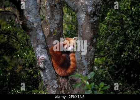 Red panda curled up sleeping in a tree at Wellington Zoo, New Zealand ...