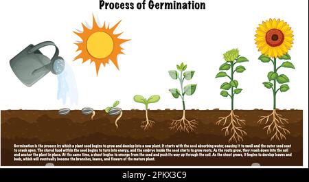 Process of Germination Diagram for Science Education illustration Stock ...