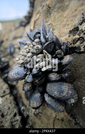 Barnacles and Mussels on Rocky Shore at Low Tide Eye-Level View Stock ...