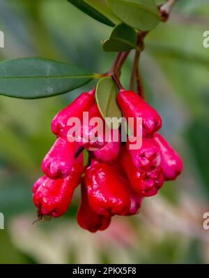 Bush tucker: fruit and berries in Northern Territory, Australia. Food ...