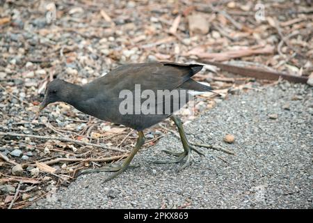 the dusky moorhen chick is all grey with brown eyes Stock Photo - Alamy