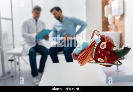 model of male reproductive system Stock Photo - Alamy