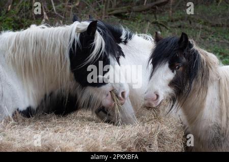 Thorpe, Surrey, UK. 1st April, 2023. Horse eat hay from a bale in a ...